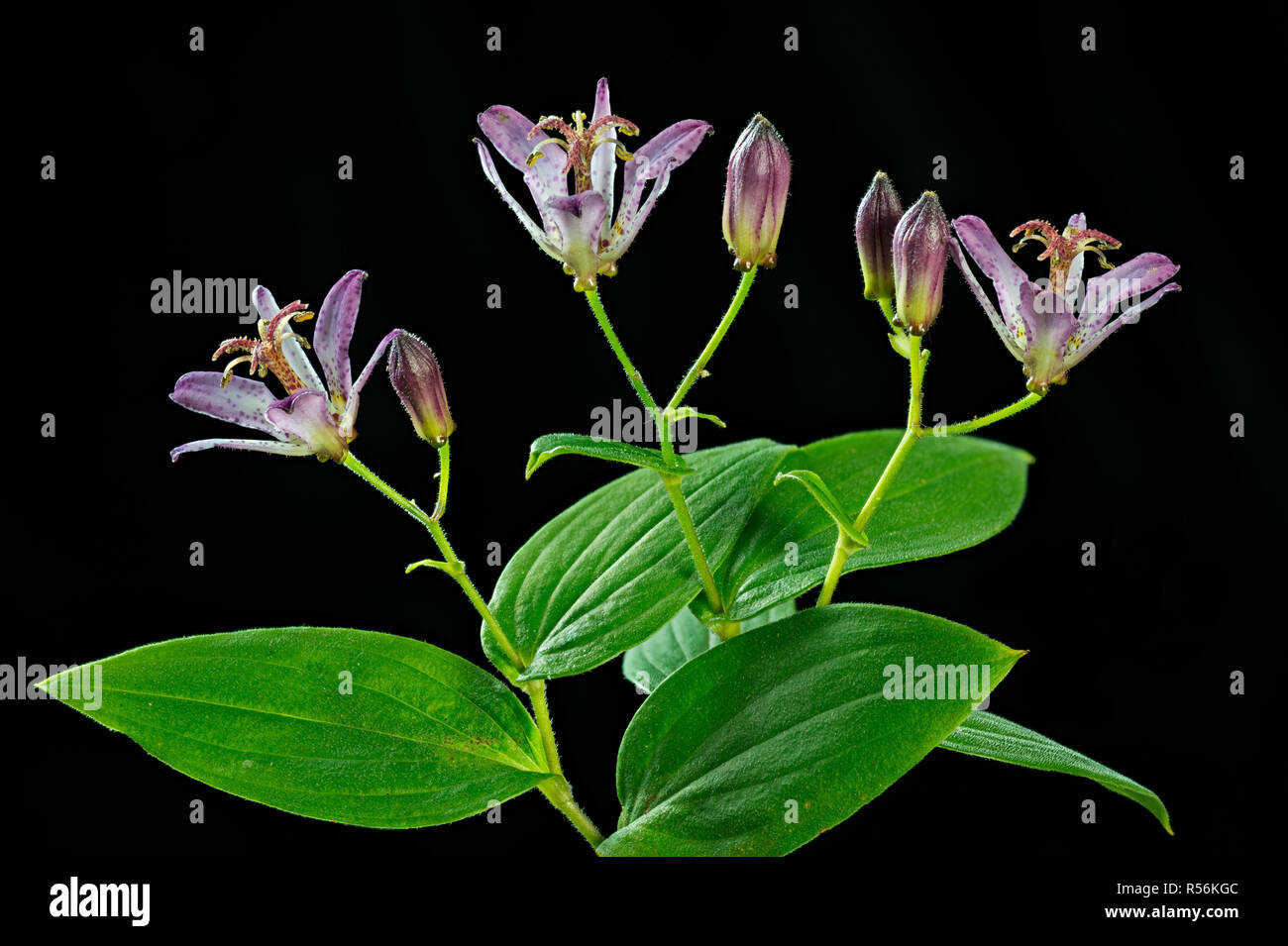 Toad lily flowers and flower buds (Tricyrtis stolonifera), a native of ...