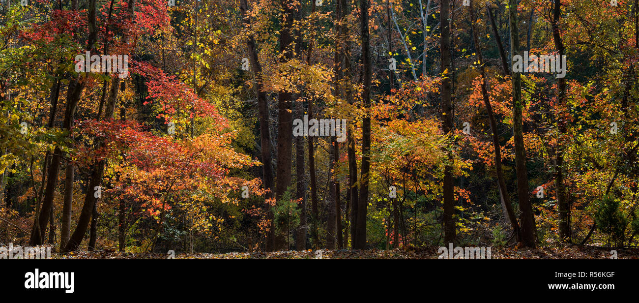 Deciduous trees along roadside in autumn in central Virginia Stock ...