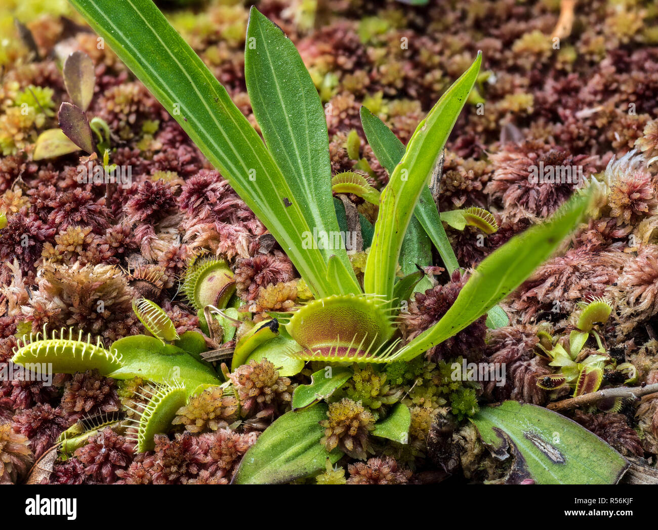 Green swamp north carolina hi-res stock photography and images - Alamy