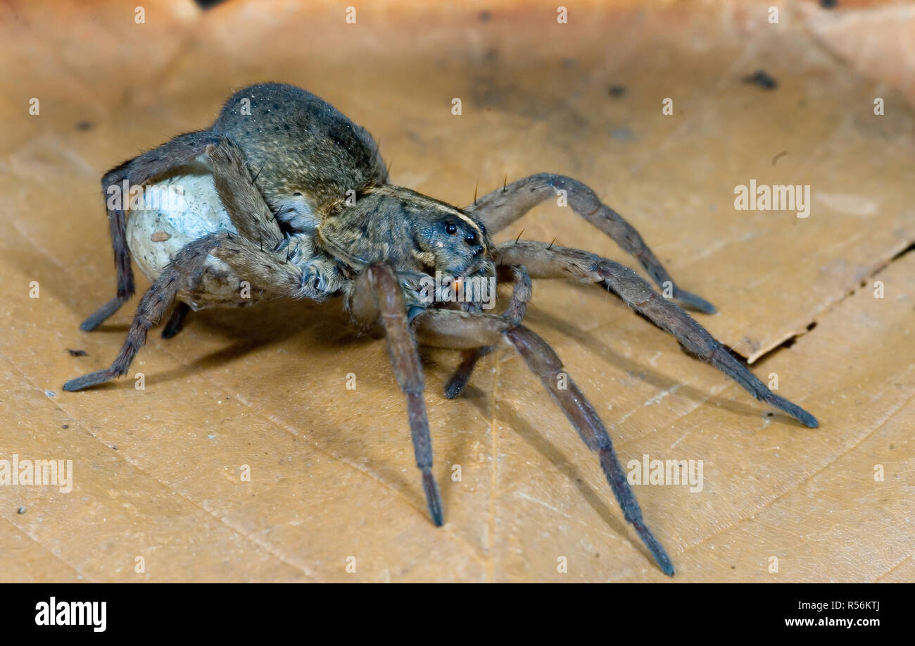 Female wolf spider (Lycosa sp.) carrying silk-covered egg case beneath ...