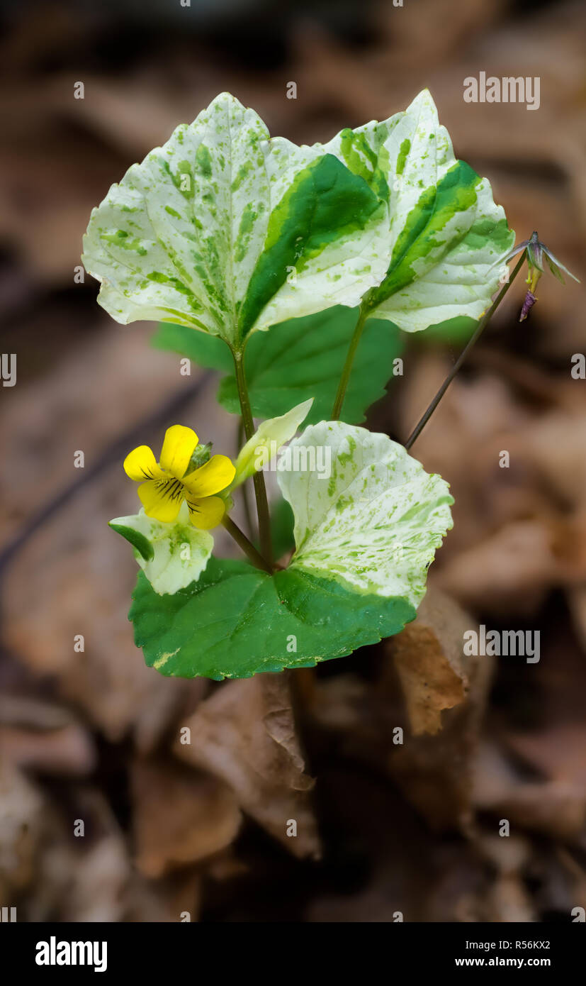 Yellow forest violet (Viola pubescens) with variegated leaves in forest ...
