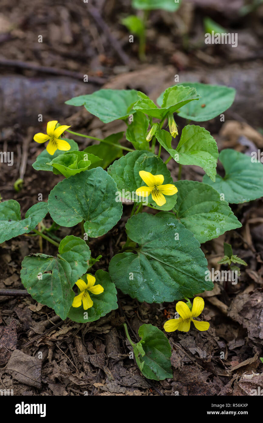 Yellow forest violet (Viola pubescens) in forest along Skyline Drive in ...