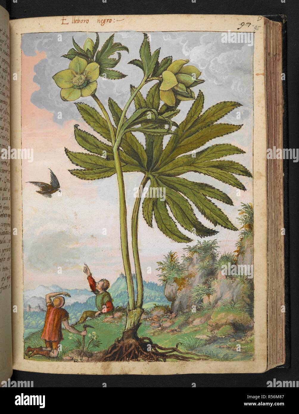 Boy pointing bird hi-res stock photography and images - Alamy