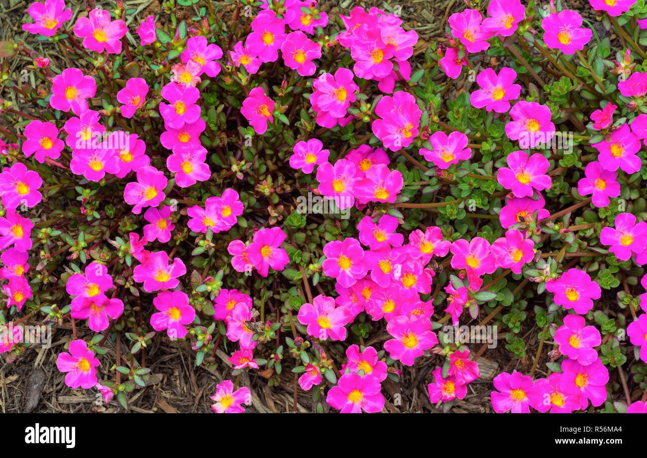 Portulaca Grandiflora Flowers Growing In Garden In Virginia Species Is portulaca-grandiflora-flowers-growing-in-garden-in-virginia-species-is