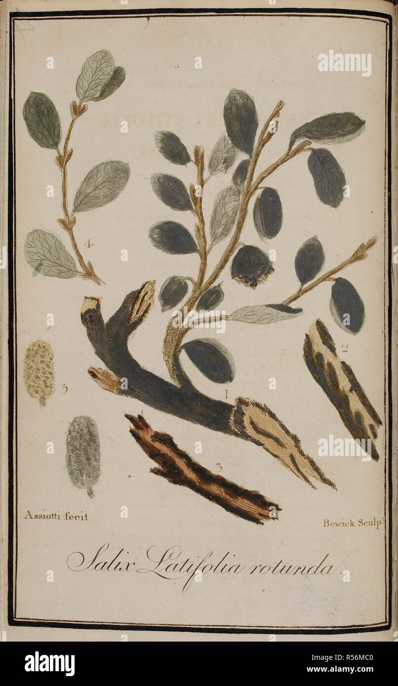 'Salix Latifolia Rotunda'. Round-leafed willow. Experiments and ...