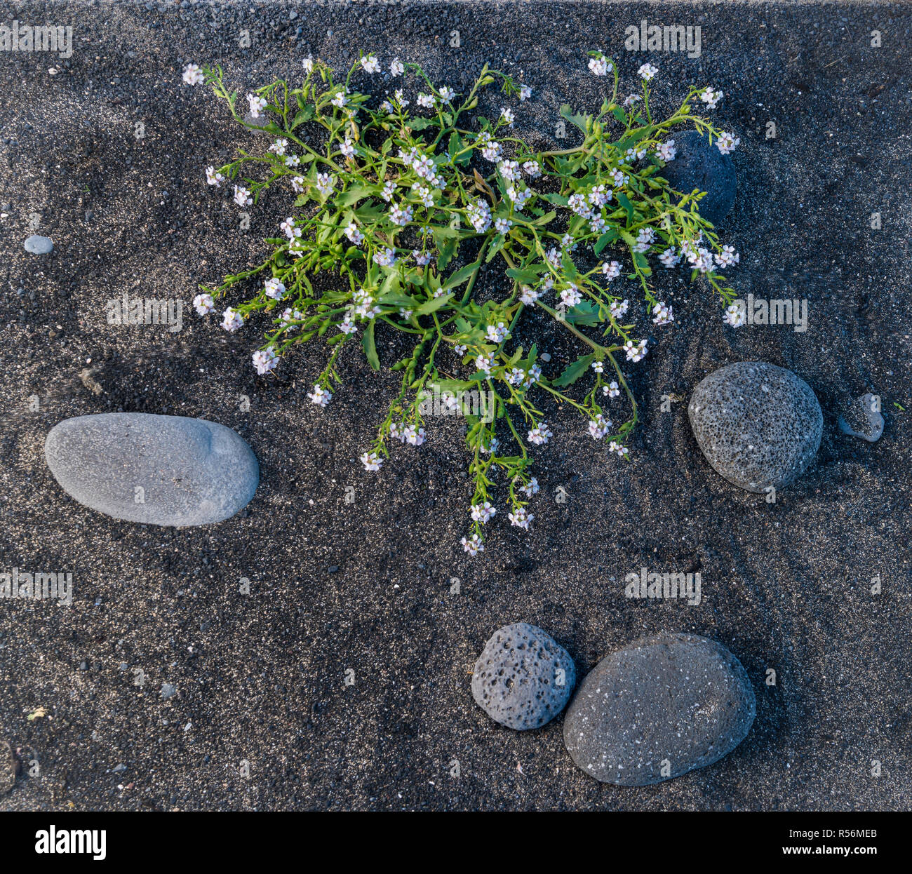 Sea rocket (Cakile edentula) growing on black sand beach on southern ...