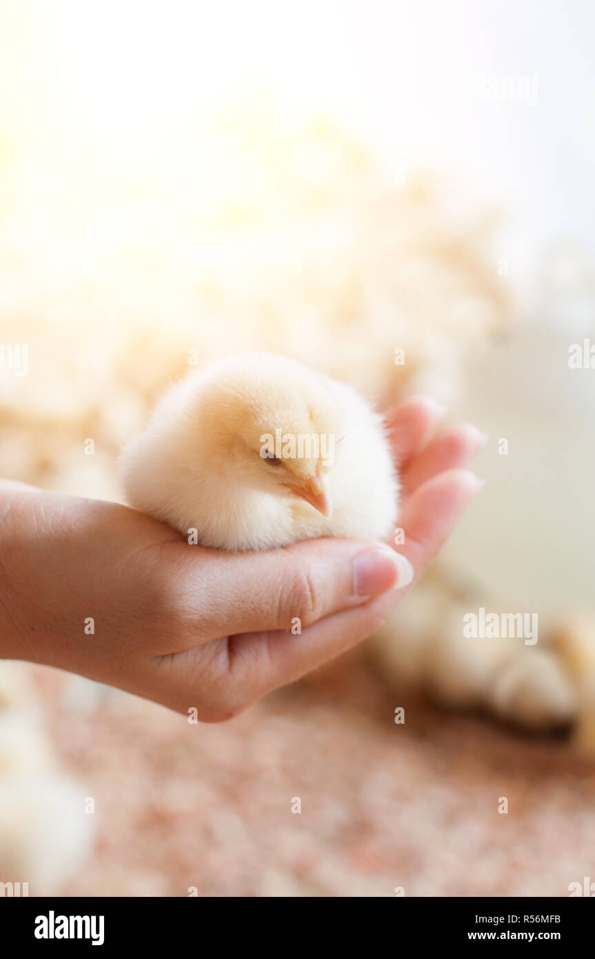 Hand holding baby chick Stock Photo - Alamy