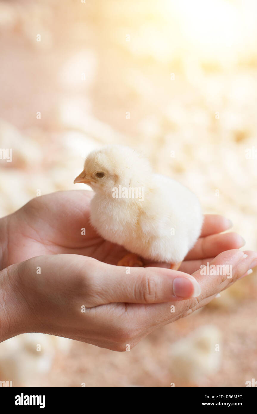 Child holding feather in hand hi-res stock photography and images - Alamy