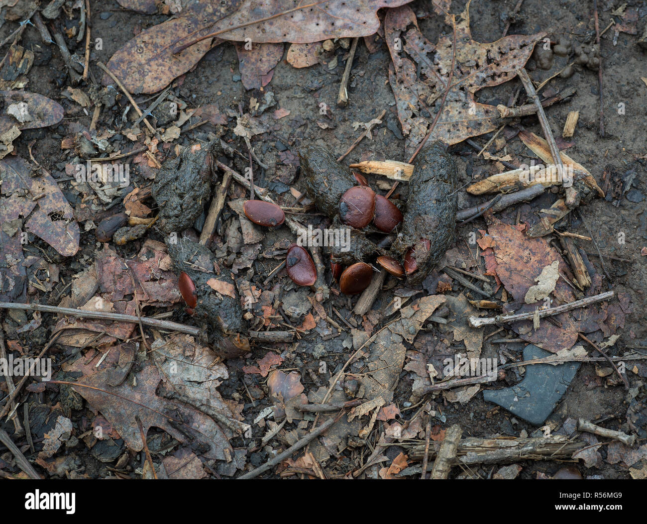 Fox scat hi-res stock photography and images - Alamy