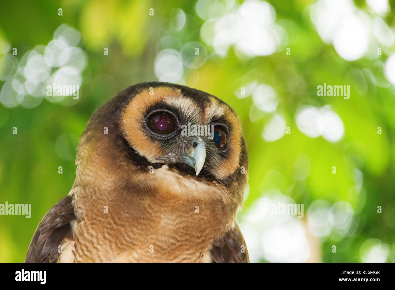Asian brown wood owl hi-res stock photography and images - Alamy