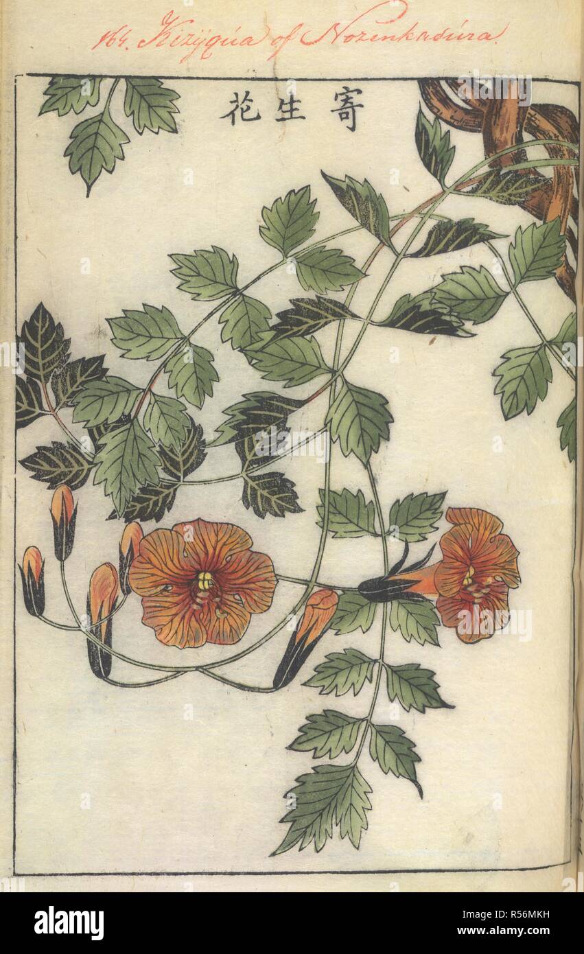 Trumpet flower. Kai ('Vocabulary Of Flowers'). Kyoto, 1750-1765. A ...