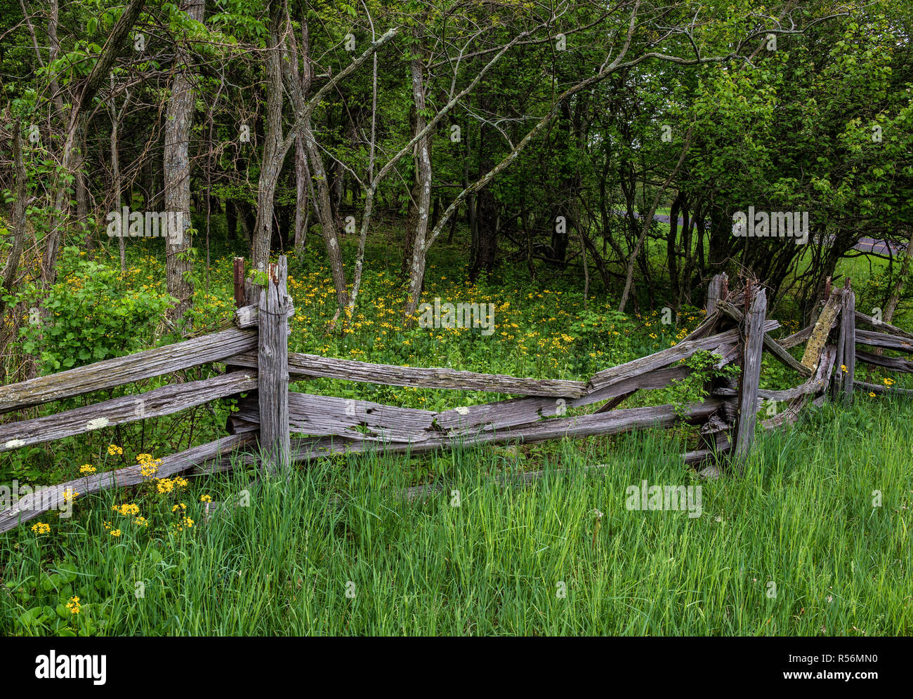 Old split-rail fence from abandoned farm in what is now Shenandoah ...