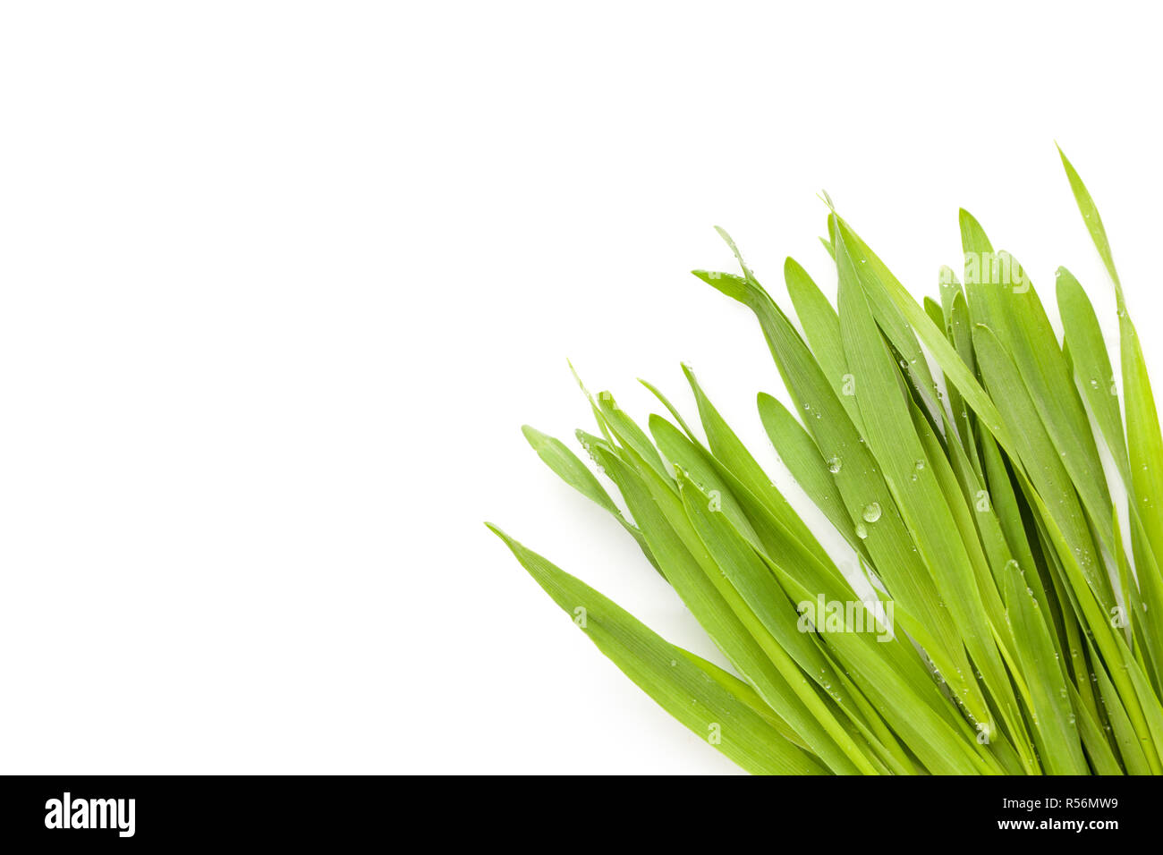 Barleygrass hi-res stock photography and images - Alamy
