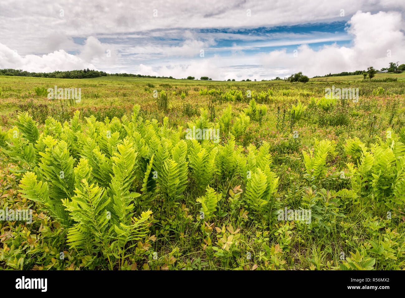 Ferns growing in Big Meadows region of Shenandoah National Park in ...