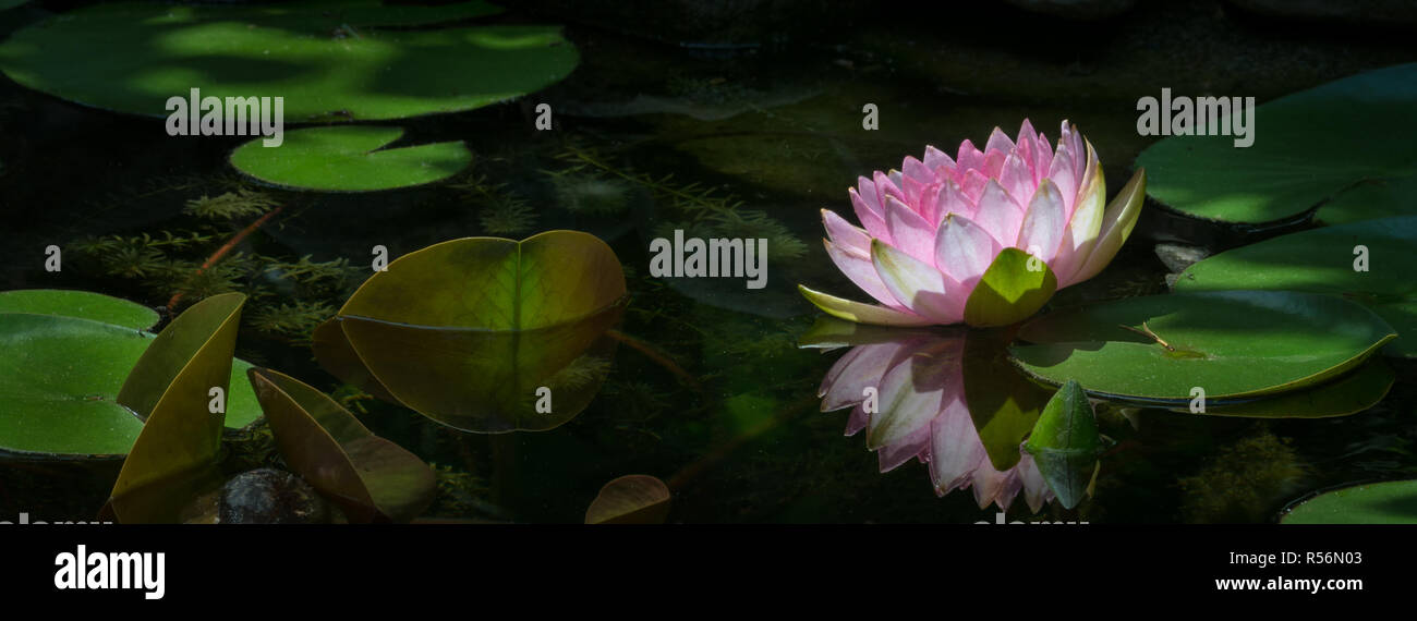 Pink water lily growing in backyard aquatic garden in central Virginia ...