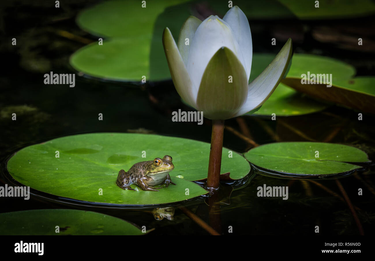 Frog on lily pad hi-res stock photography and images - Alamy