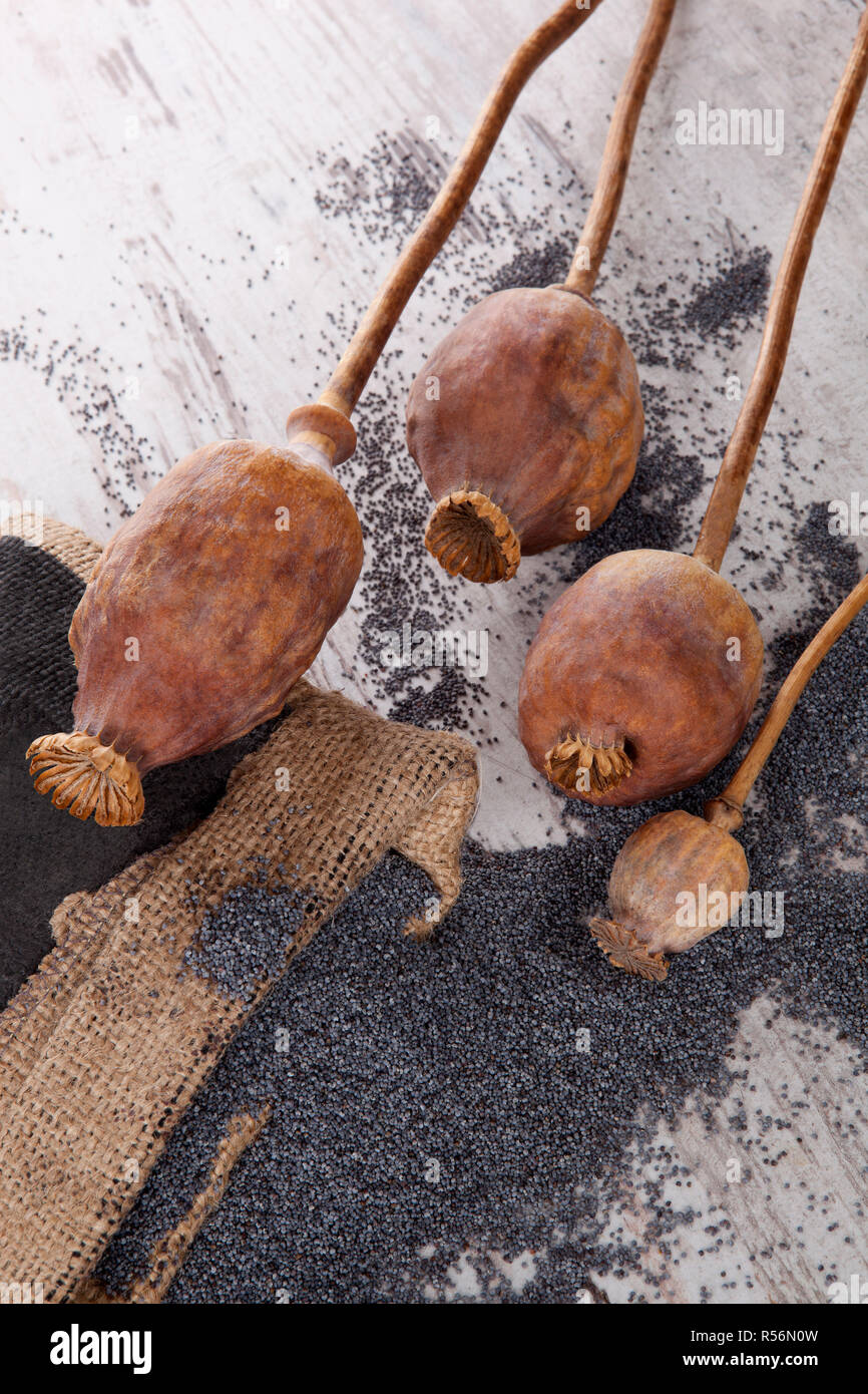 Dry poppy seeds and heads Stock Photo - Alamy