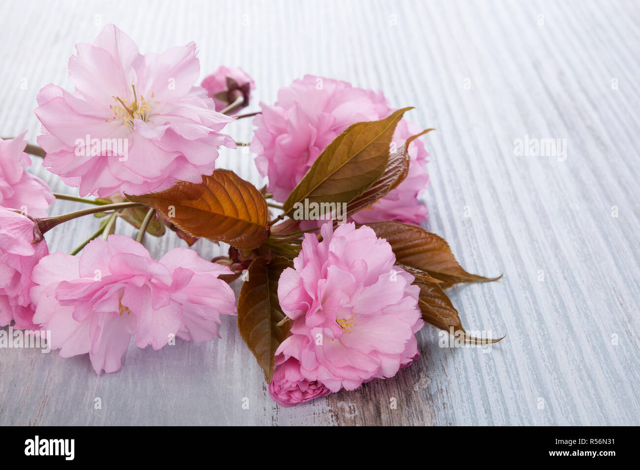 Romantic spring background Stock Photo - Alamy