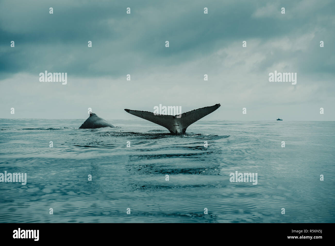 Humpback whale fishing boat hawaii hi-res stock photography and images ...