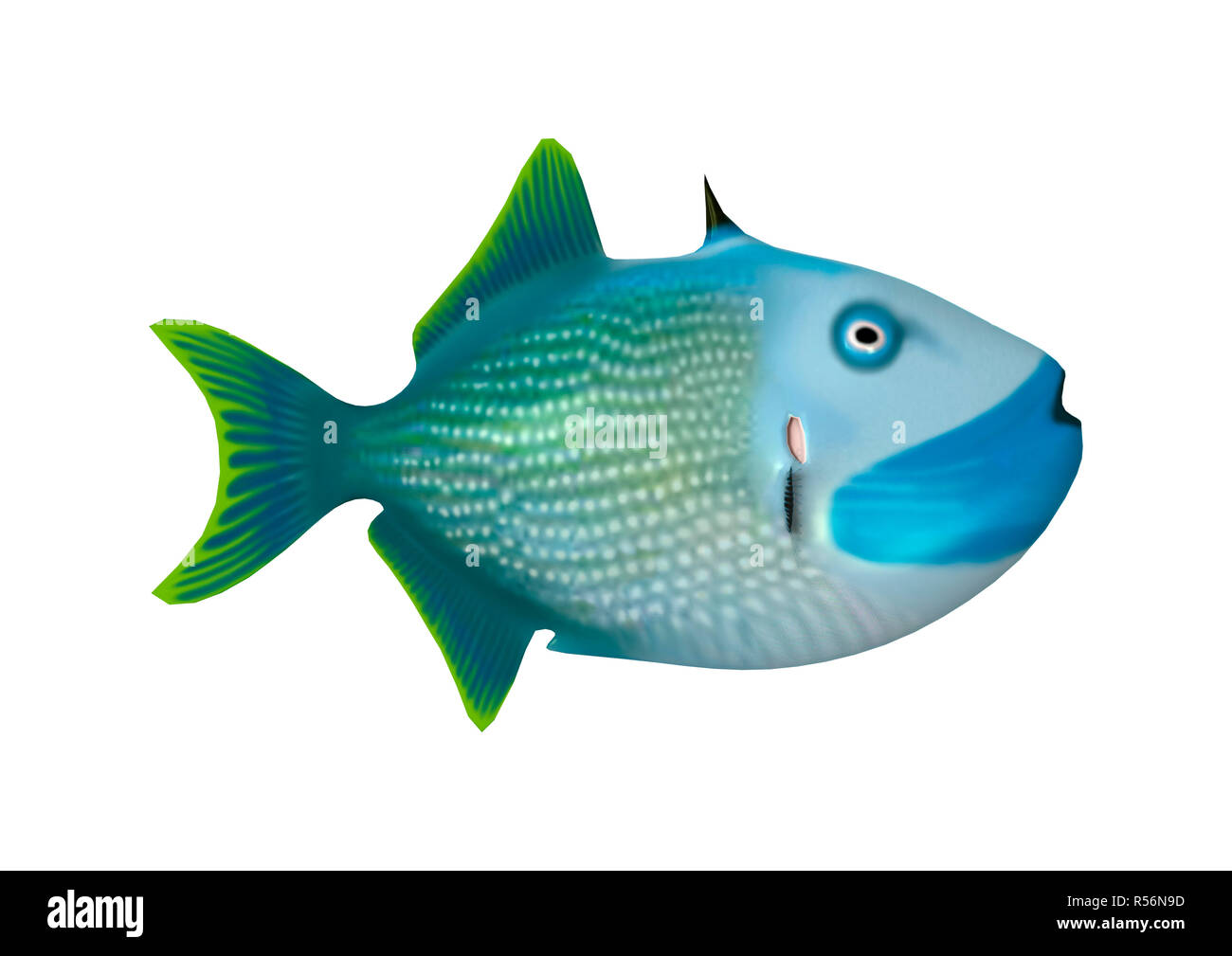 Triggerfish underwater Cut Out Stock Images & Pictures - Alamy