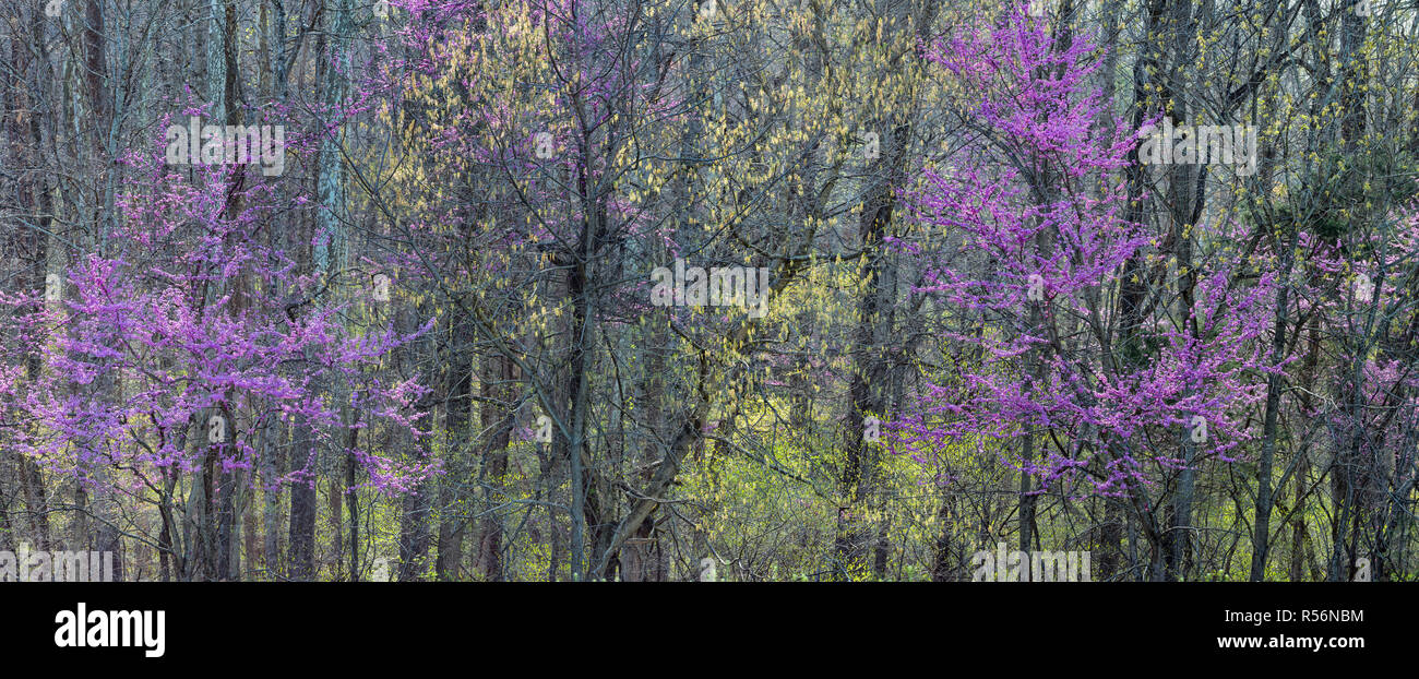 Eastern redbud trees hi-res stock photography and images - Alamy