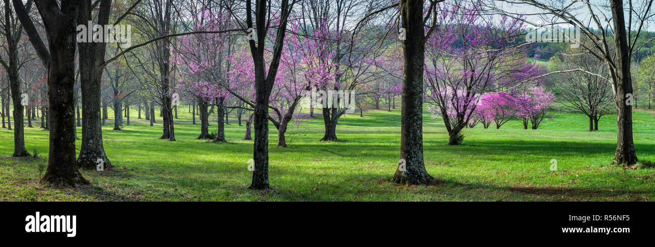 Redbud trees hi-res stock photography and images - Alamy