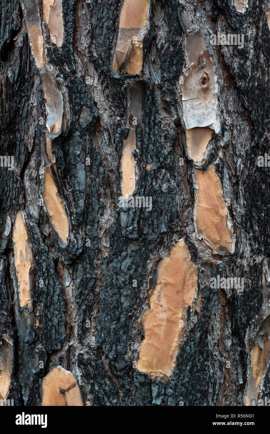 Longleaf Pine Bark