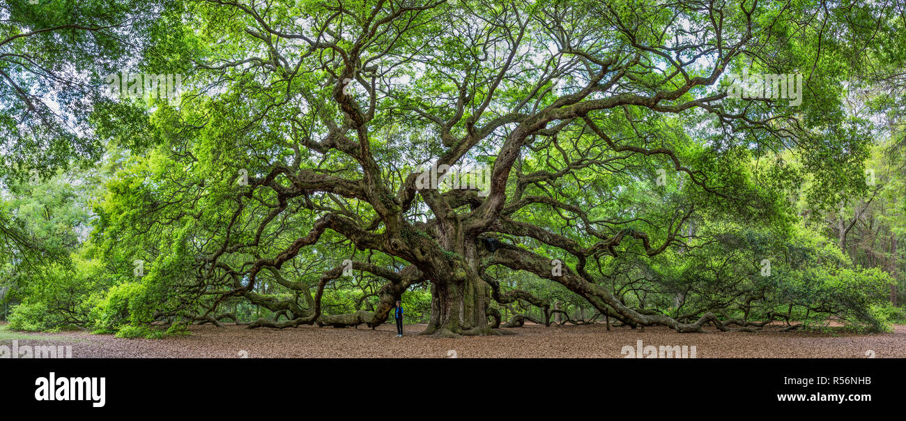 The famous Angel Oak, located in its own park outside of Charleston ...