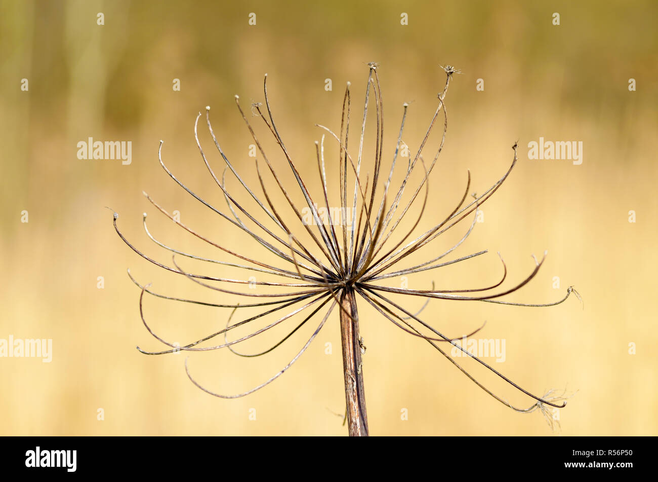 Dry stems of plants.They grow up in a wild field Stock Photo - Alamy