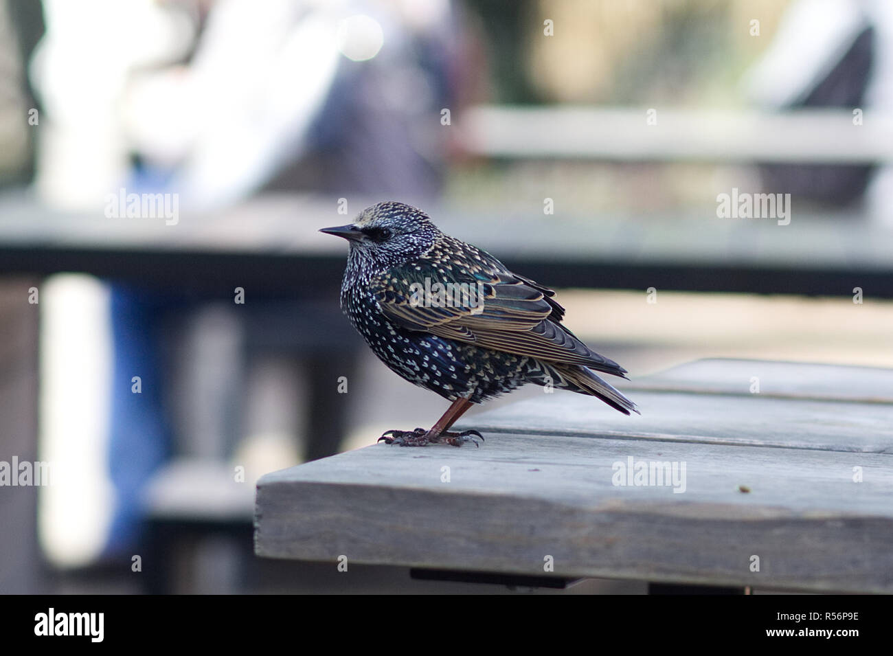 Starling bird table hi-res stock photography and images - Alamy