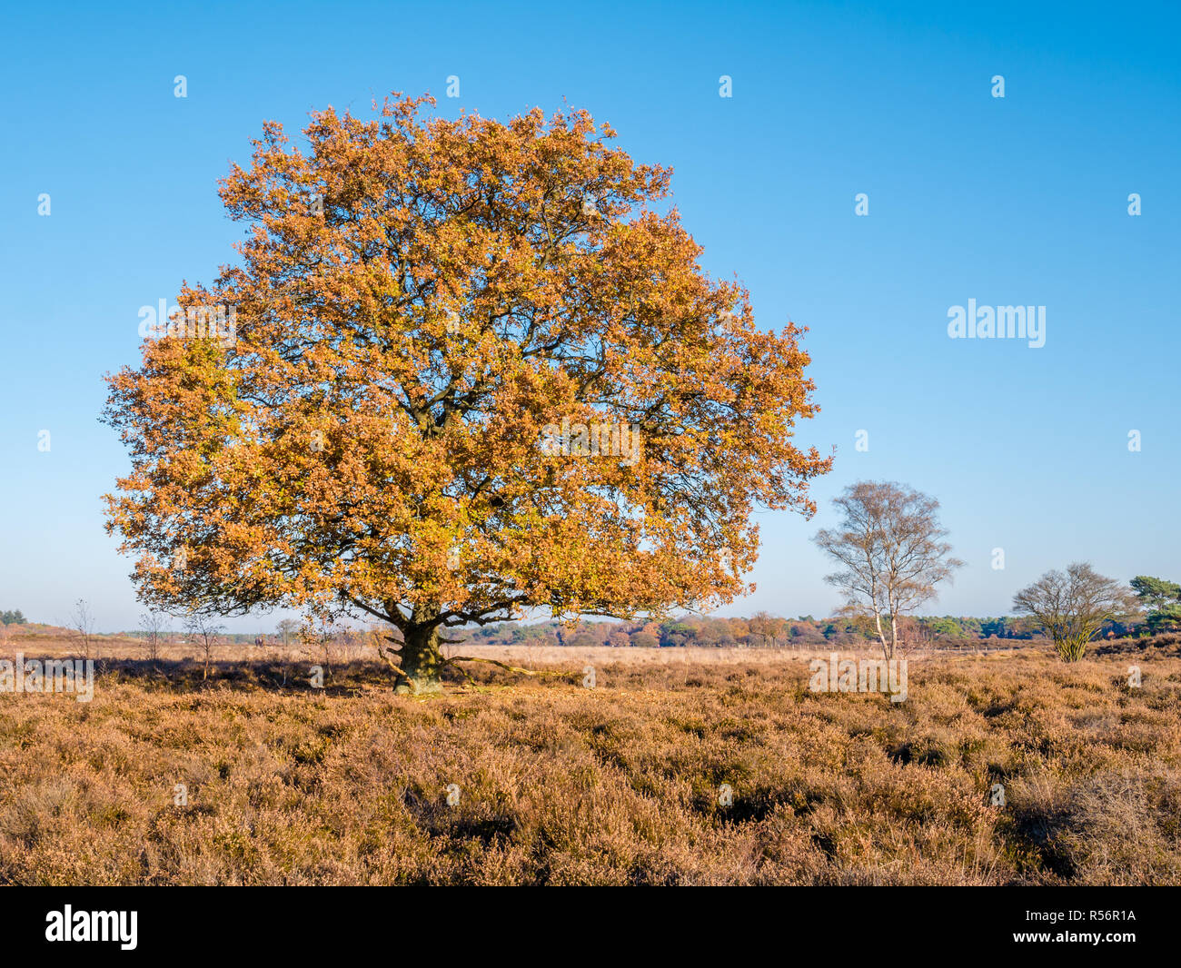 Colourful autumn oak tree in heathland nature reserve Zuiderheide ...