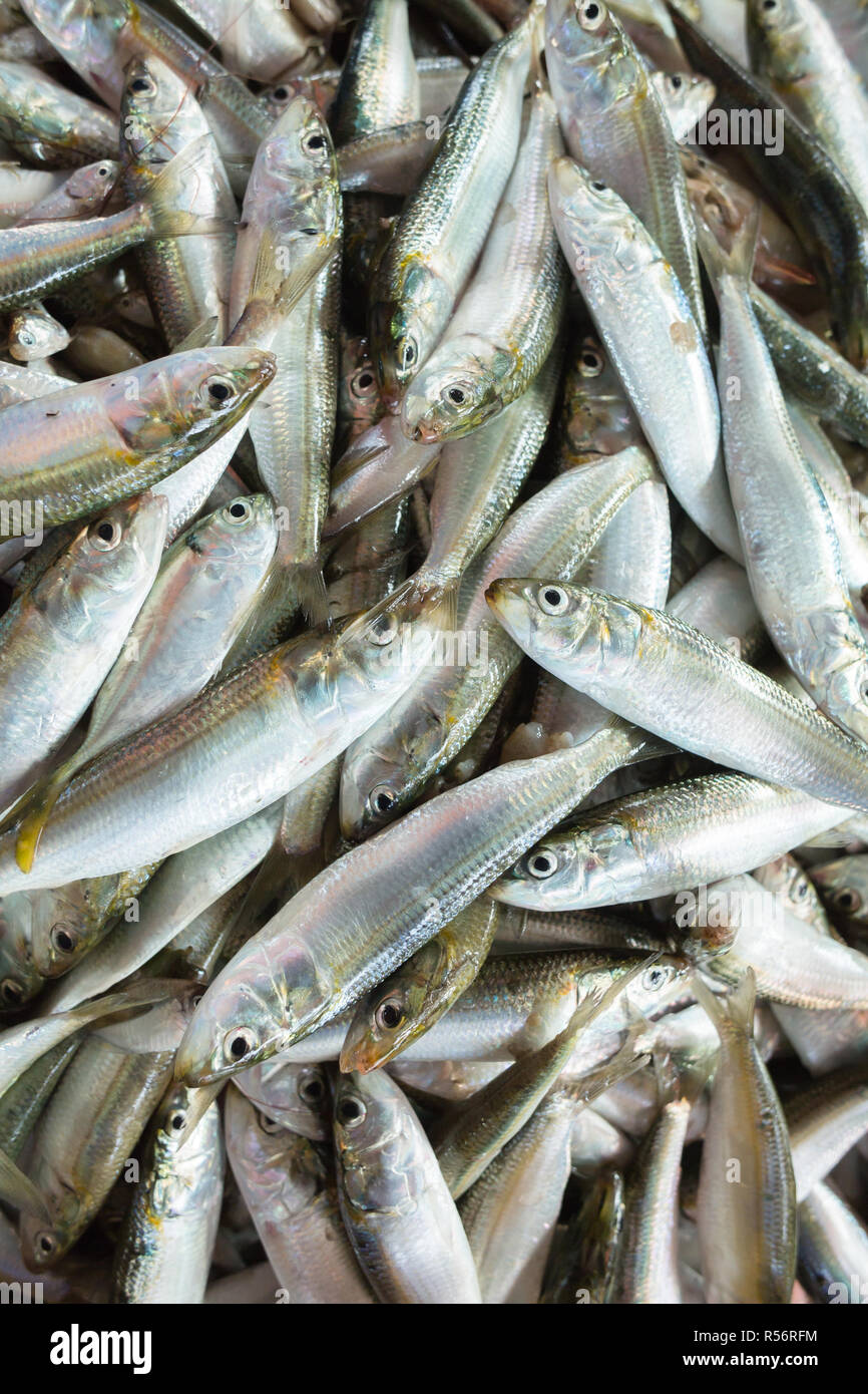 Fresh fish for sale at Kochi market in kerala Stock Photo - Alamy