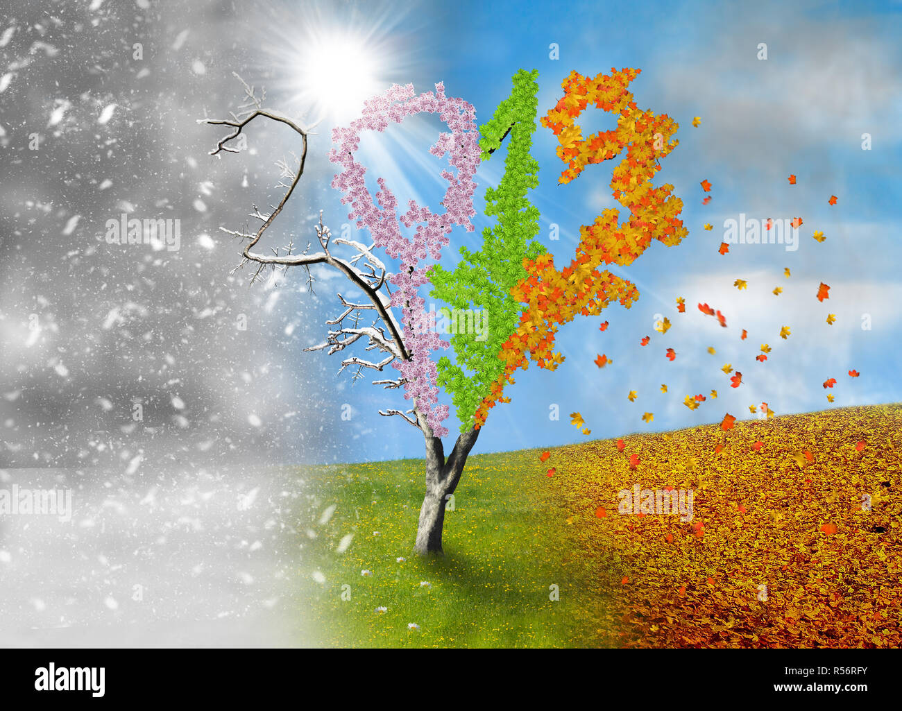 Four seasons tree hi-res stock photography and images - Alamy