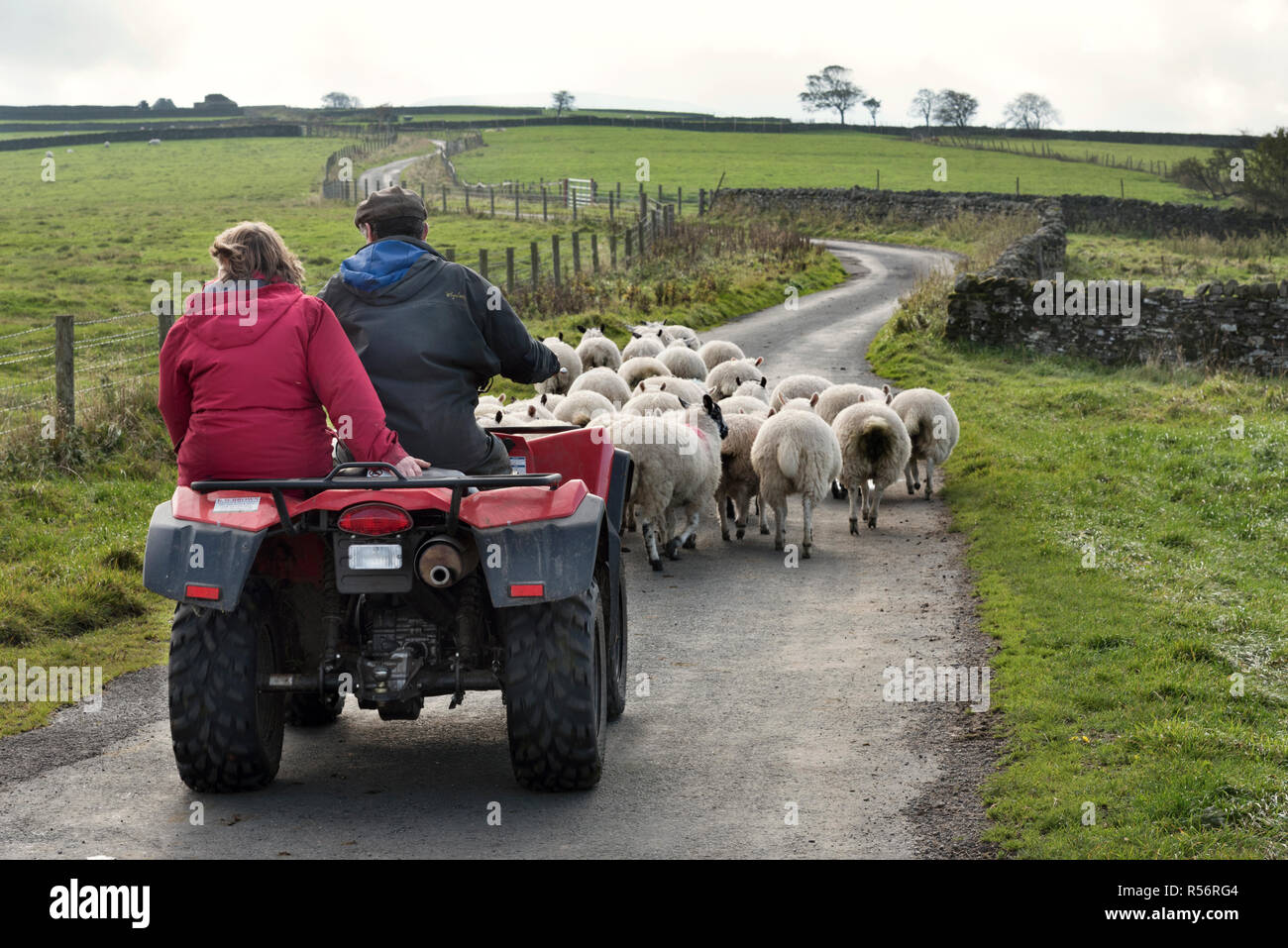 Farmers on quad bike herding sheep, near West Scrafton, Coverdale ...