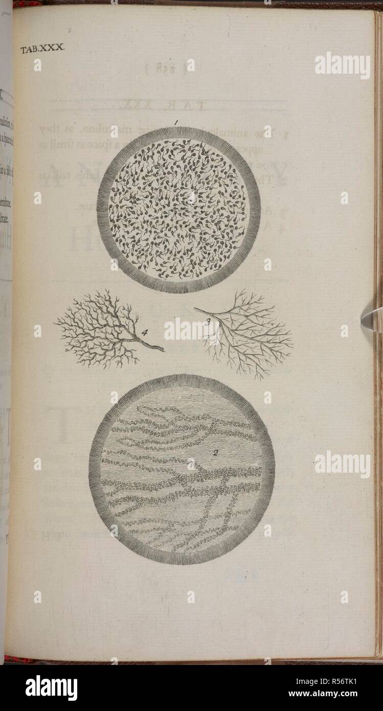 Human anatomical illustrations. [The anatomy of the human body ... The ...