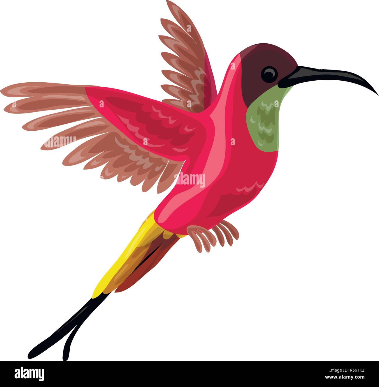 Colibri bird icon. Cartoon of colibri bird vector icon for web design ...