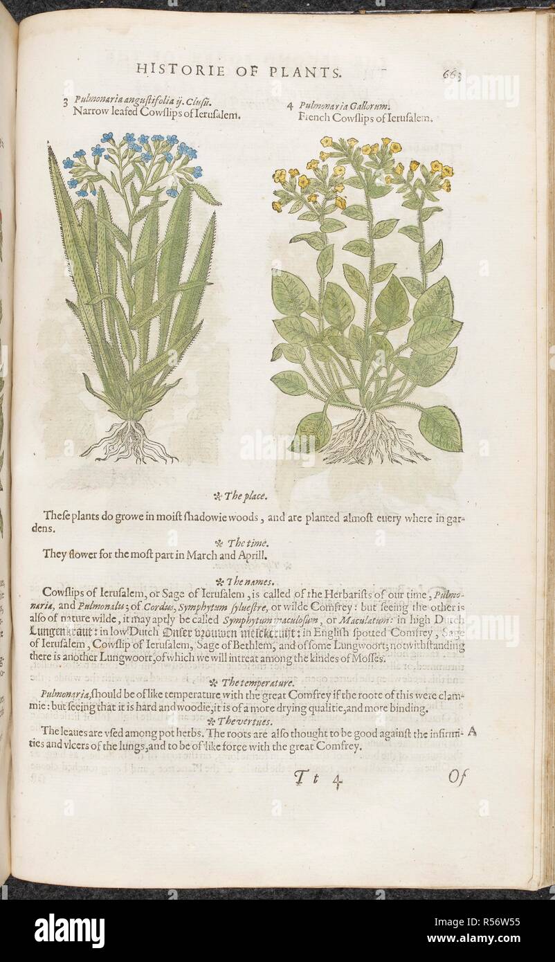 Cowslip. Botanical drawing and text description. The herball or ...