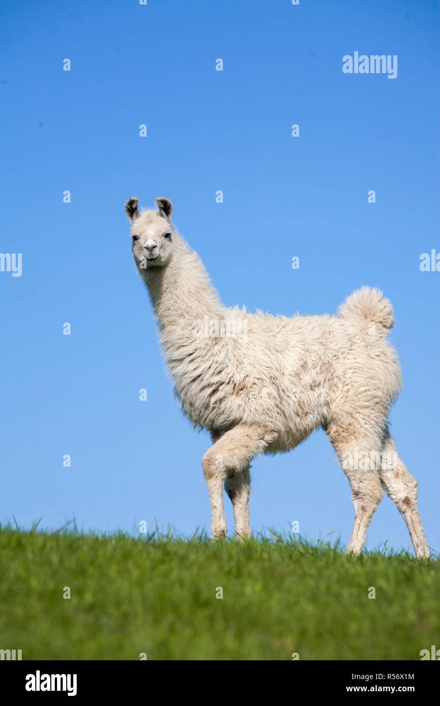 Domesticated Llama on a hill with green grass and blue sky background ...
