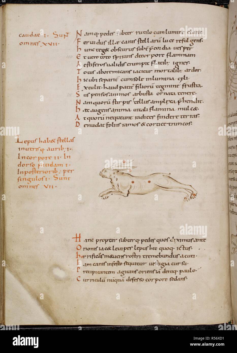 Drawing of the Hare [Lepus], with the stars marked as red dots ...