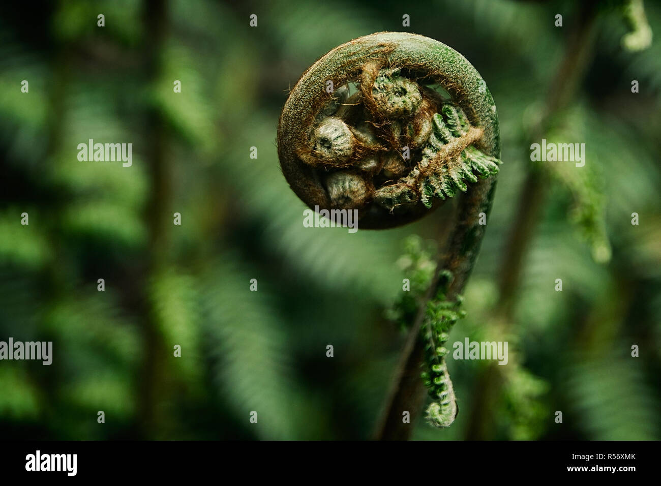 Australian aborigen hi-res stock photography and images - Alamy