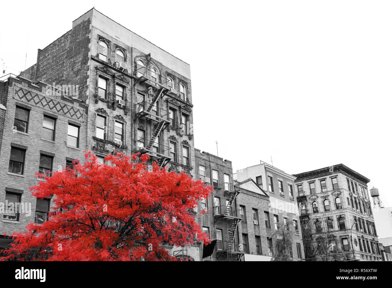Big red tree on the street in front of black and white buildings in the ...