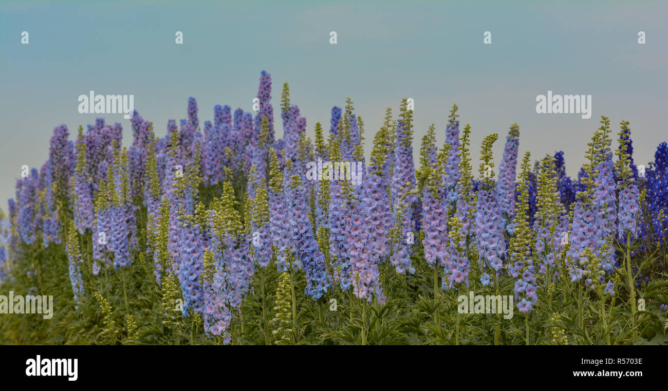 Delphinieae hi-res stock photography and images - Alamy