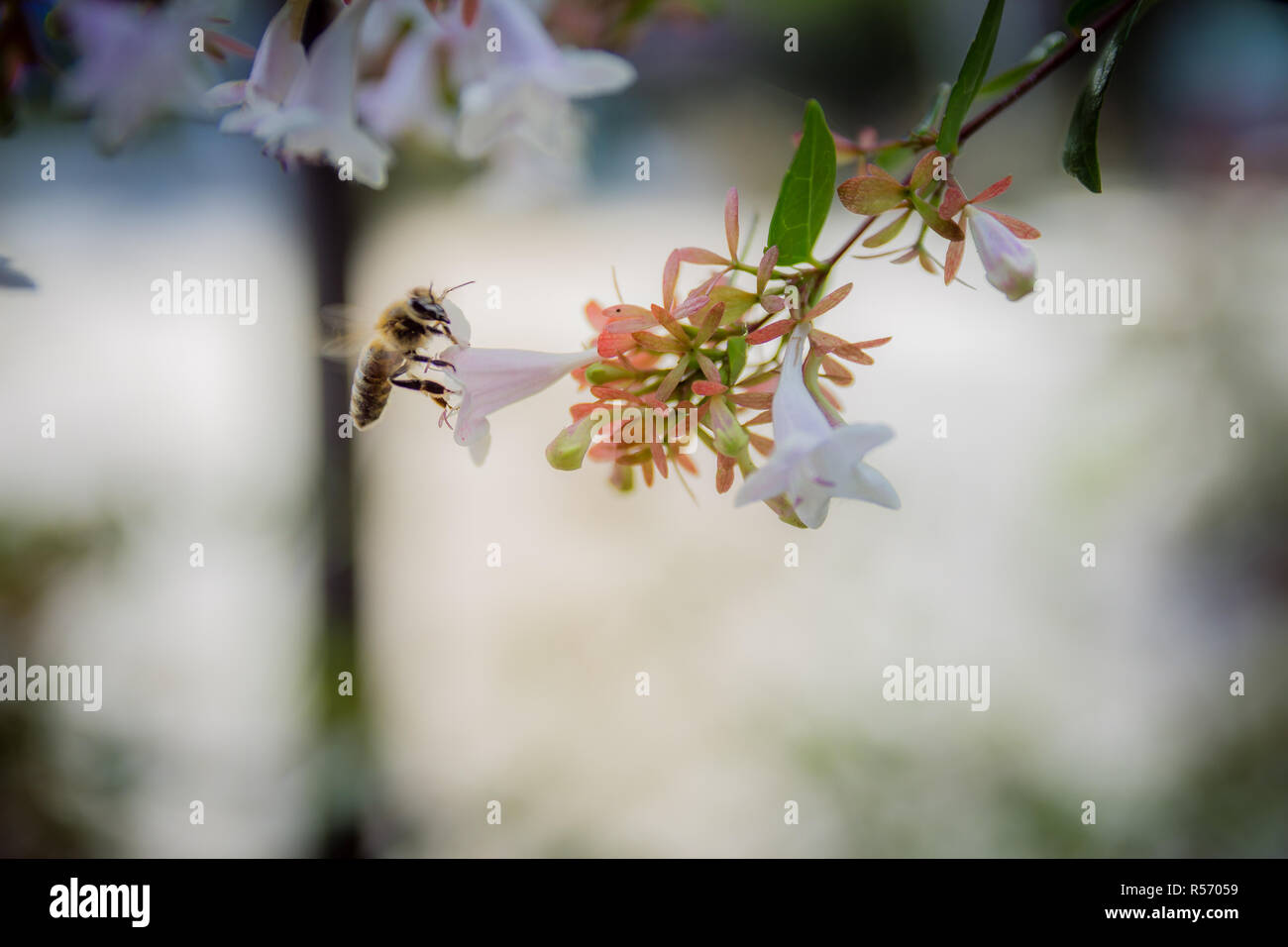 Bee on white flower Stock Photo - Alamy