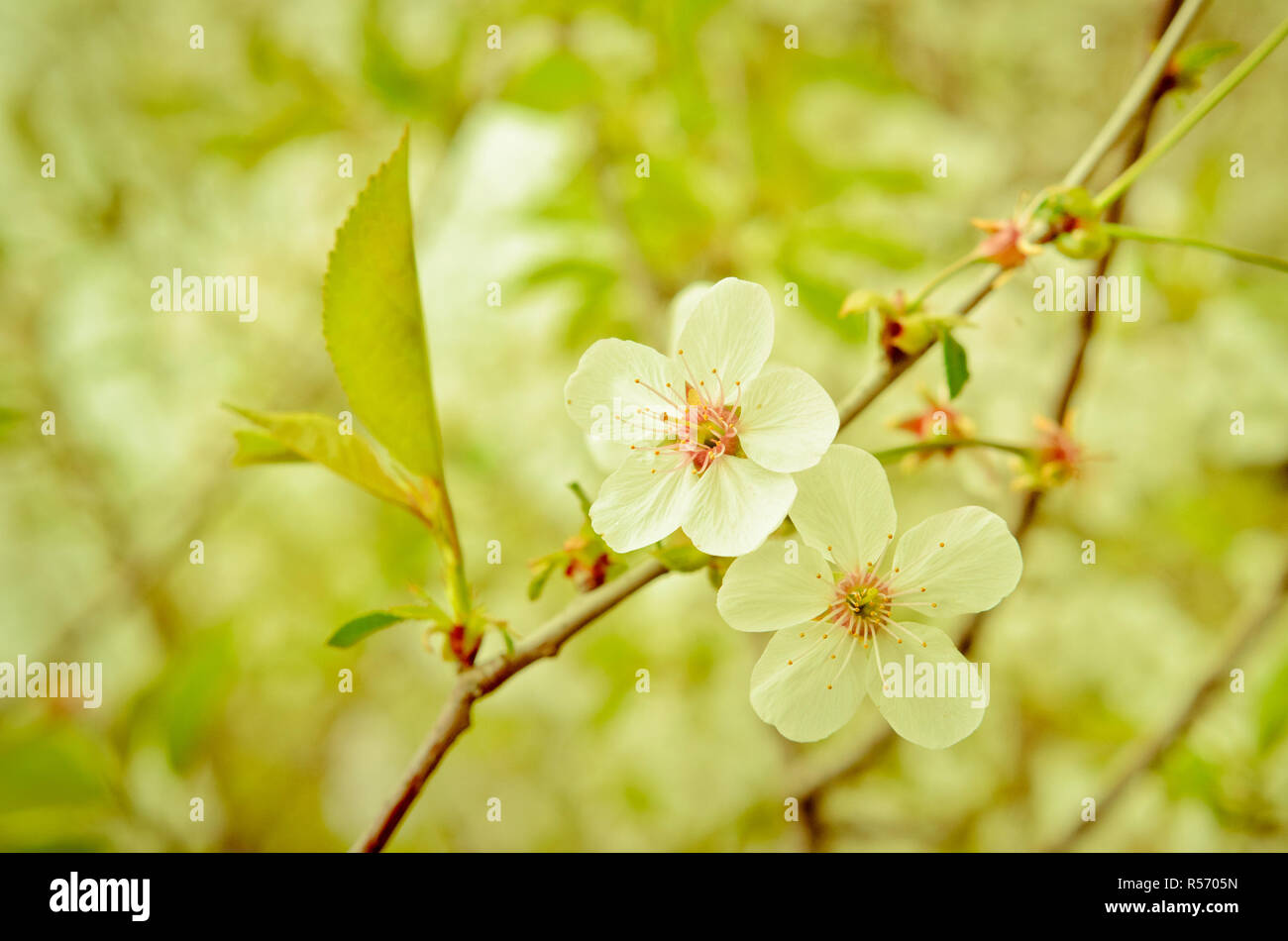beautiful flowering buds on the tree Stock Photo - Alamy