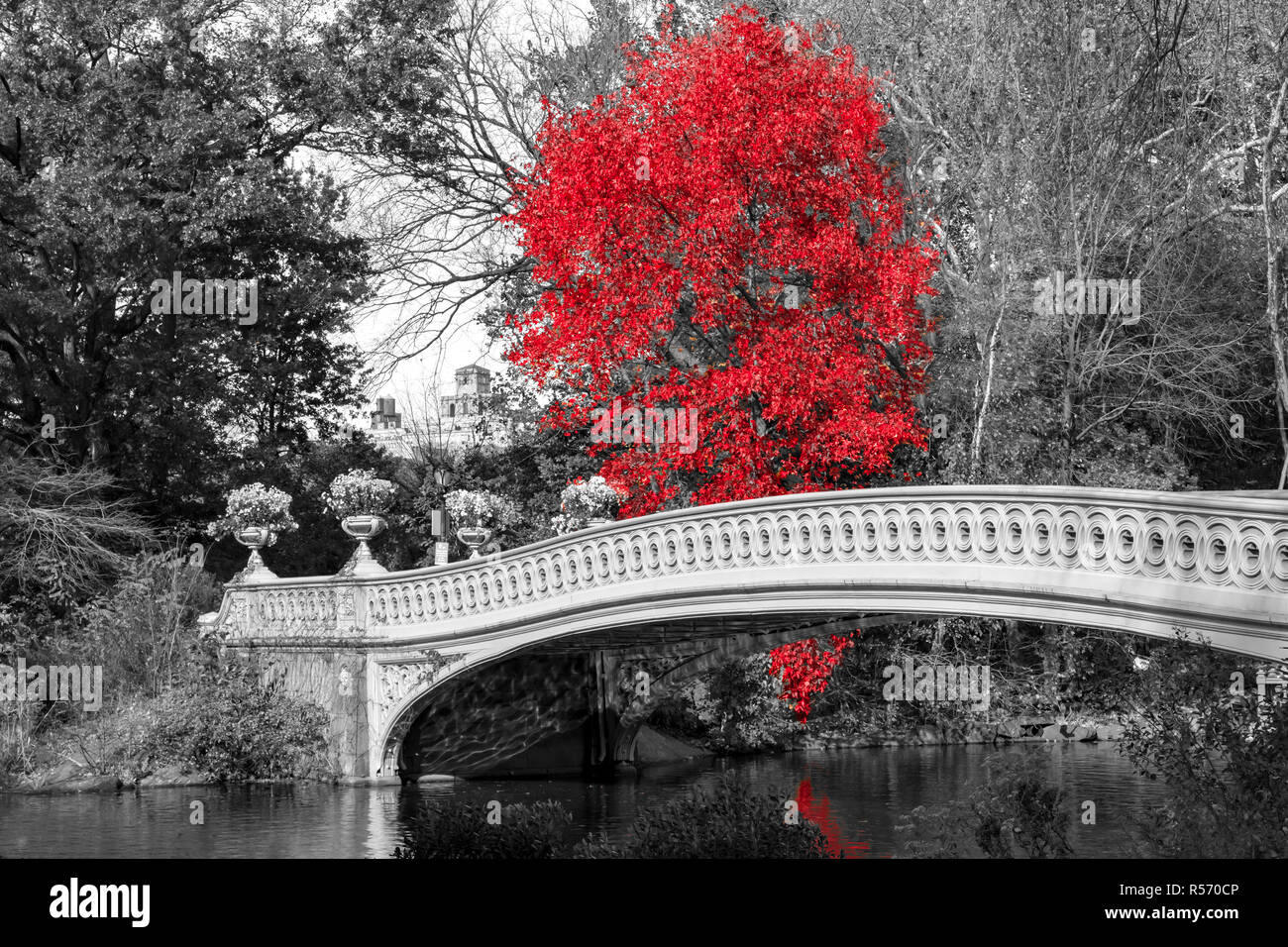 Red tree at Bow Bridge in Central Park fall landscape scene in New York ...