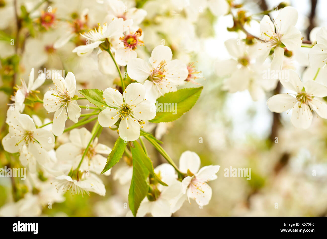 beautiful flowering buds on the tree Stock Photo - Alamy