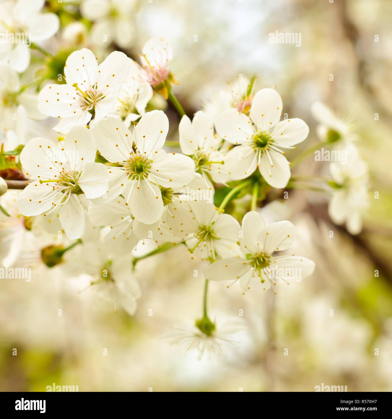 beautiful flowering buds on the tree Stock Photo - Alamy
