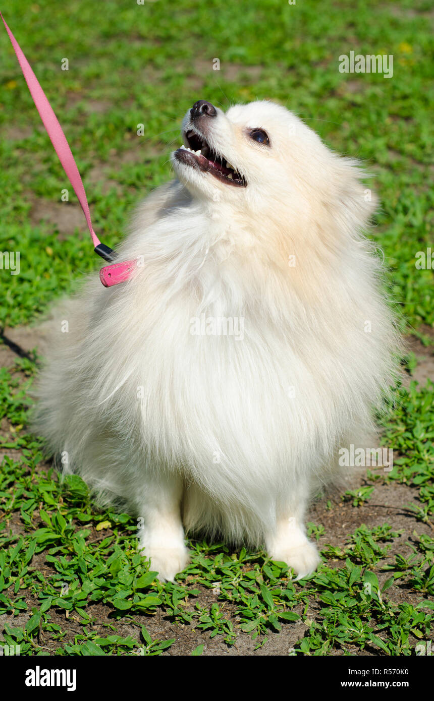 Japanese spitz puppy hi-res stock photography and images - Alamy