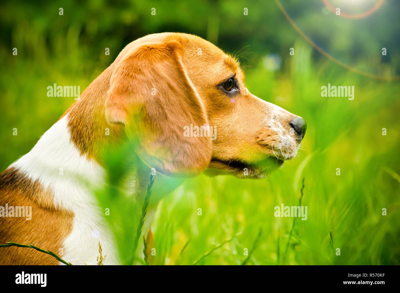 Dog face close up closeup beagle hi-res stock photography and images ...