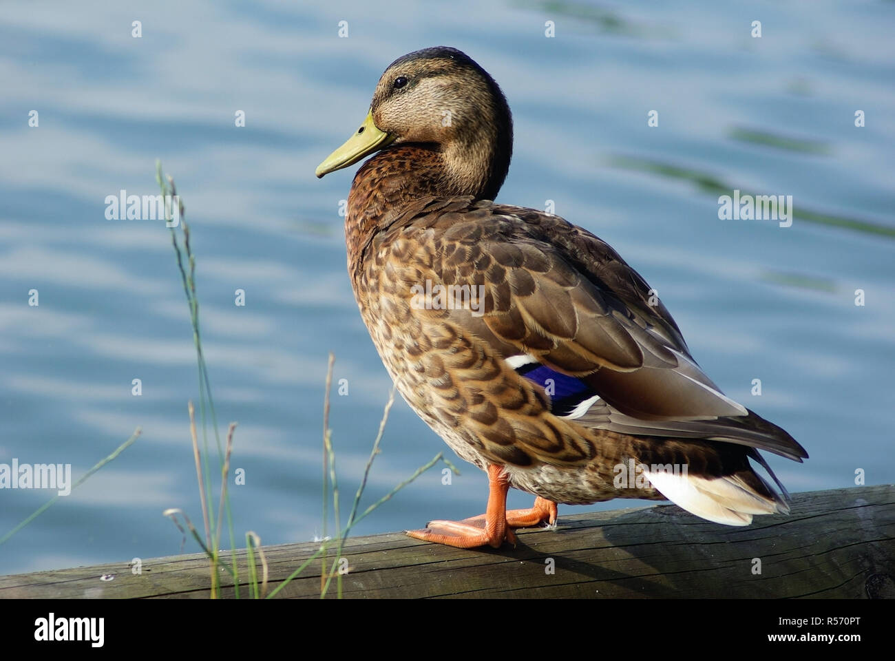 Duck mallard female Stock Photo - Alamy